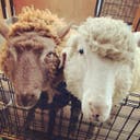 Hauska Talo 株式会社