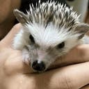 株式会社スペースヘッジホッグ