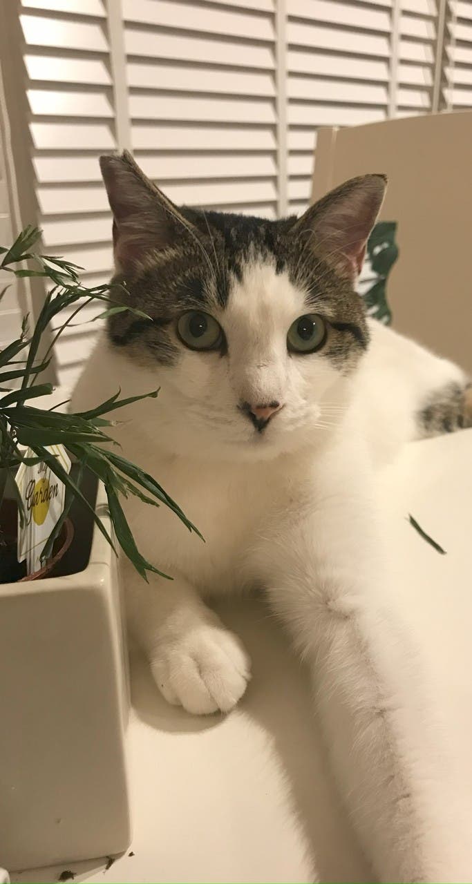 ホストのプロフィール画像