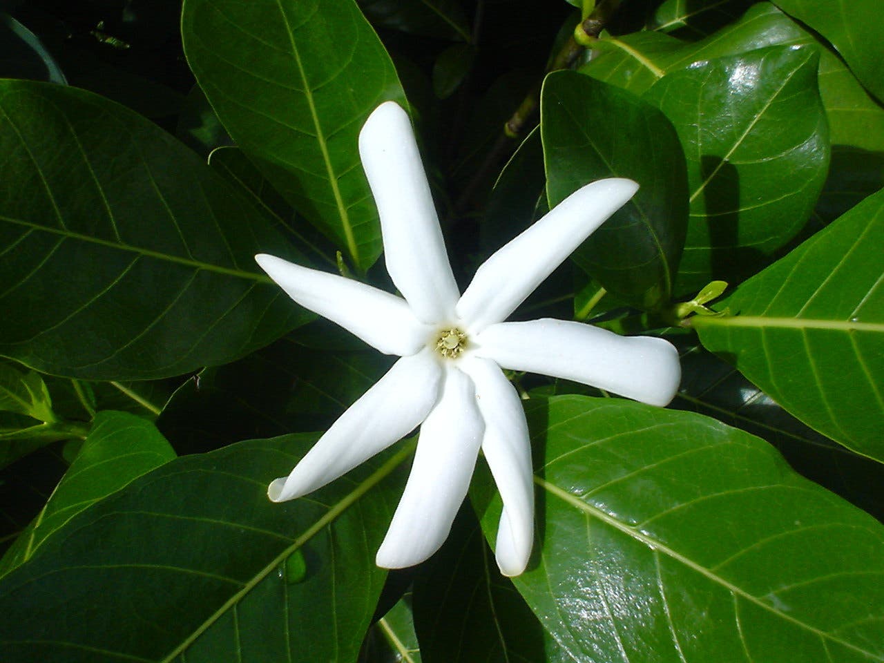 ホストのプロフィール画像