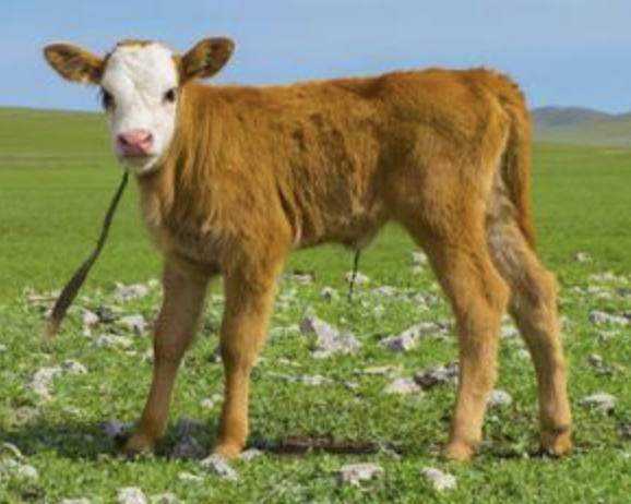 ホストのプロフィール画像