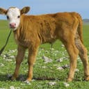 株式会社アクセス