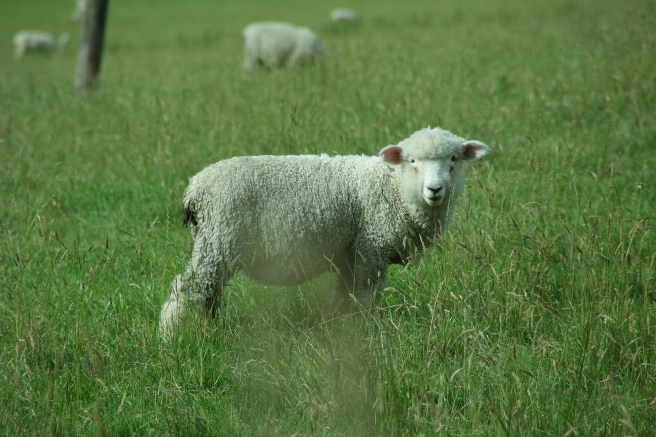 ホストのプロフィール画像