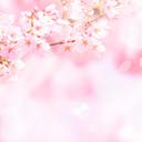 有限会社桜GROUP