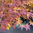 ã¡ãšãã®å¹³å±