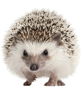 ホストのプロフィール画像