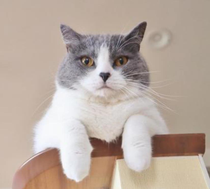 ホストのプロフィール画像