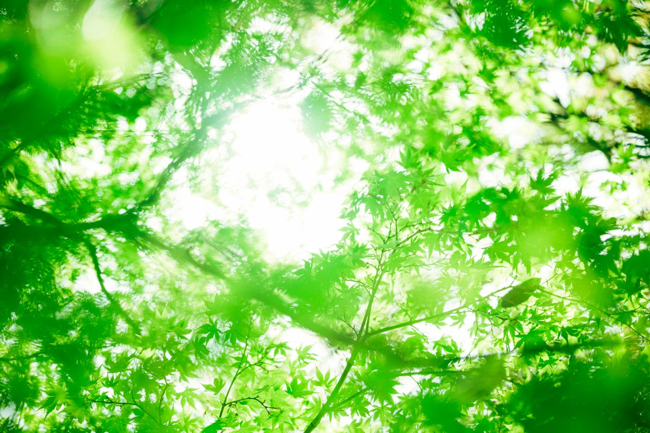 ホストのプロフィール画像