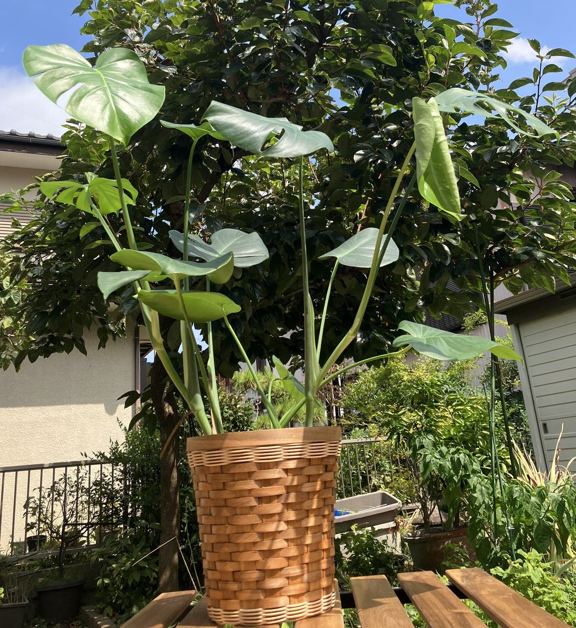 ホストのプロフィール画像