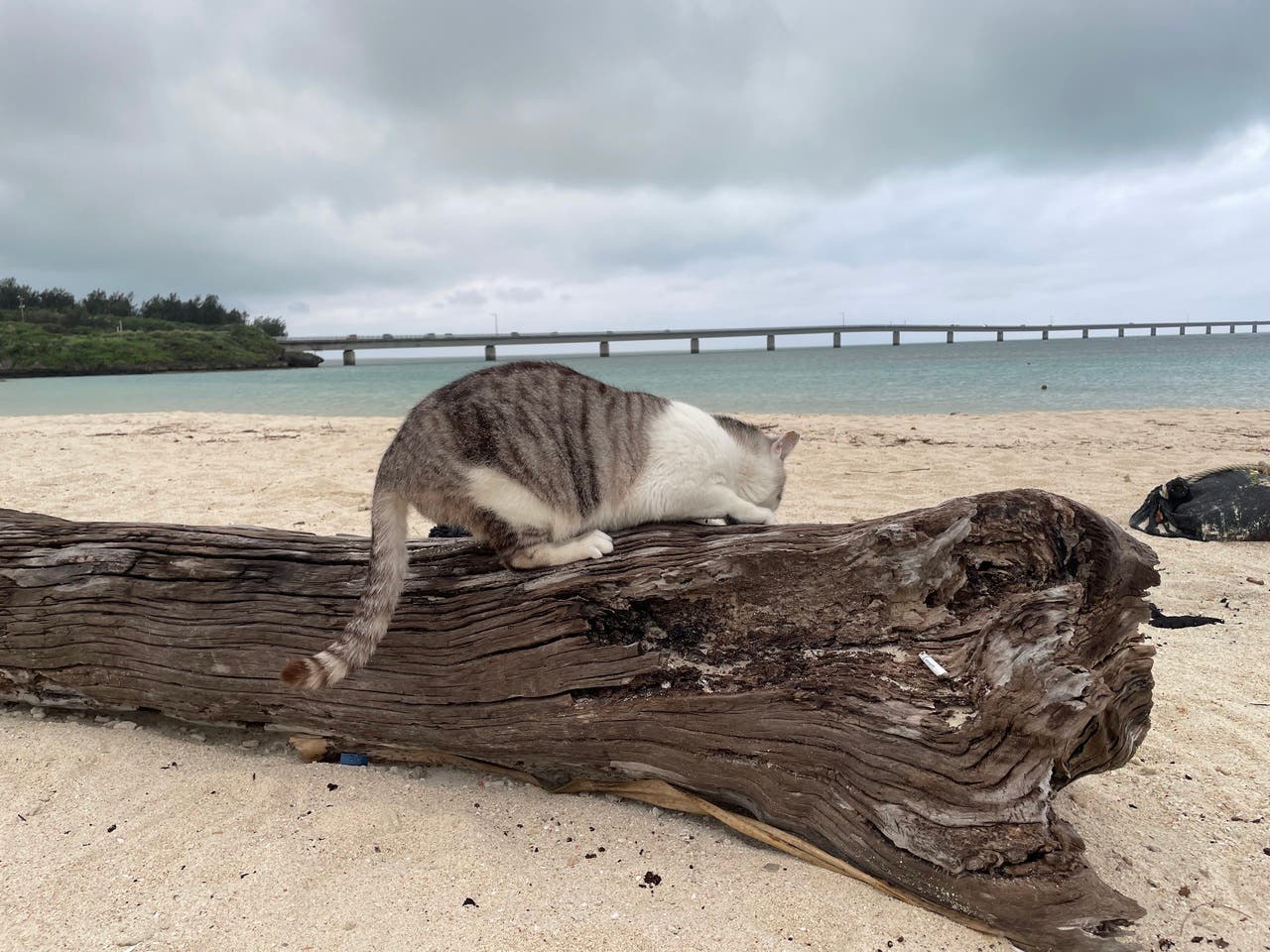 ホストのプロフィール画像