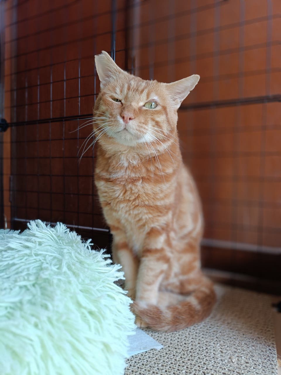 ホストのプロフィール画像