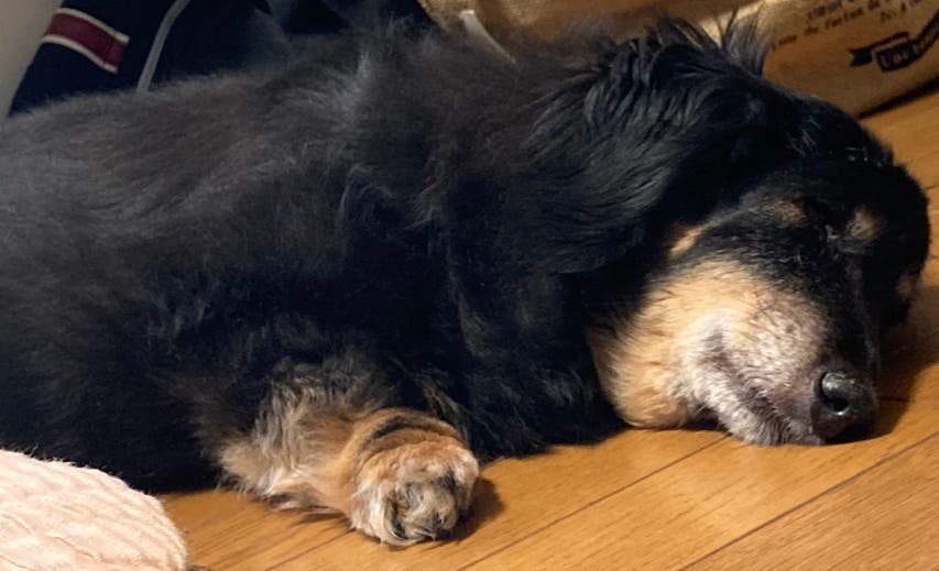 ホストのプロフィール画像