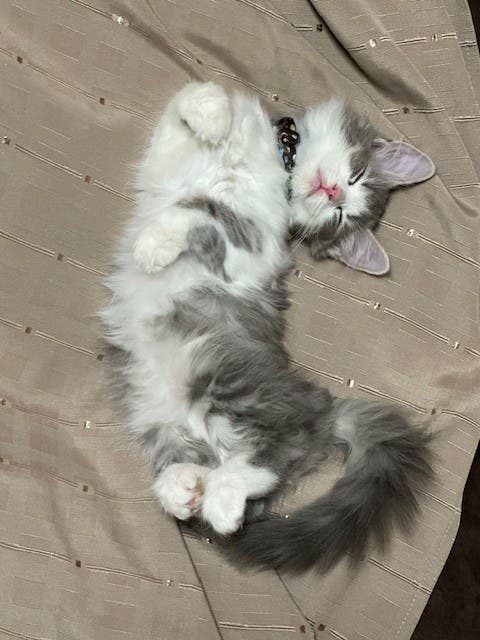 ホストのプロフィール画像