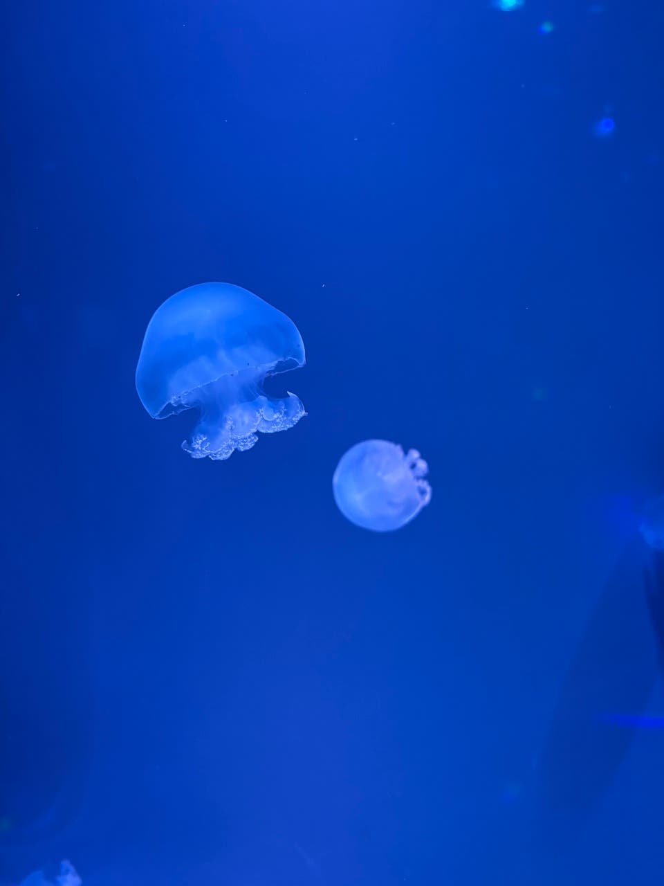 ホストのプロフィール画像