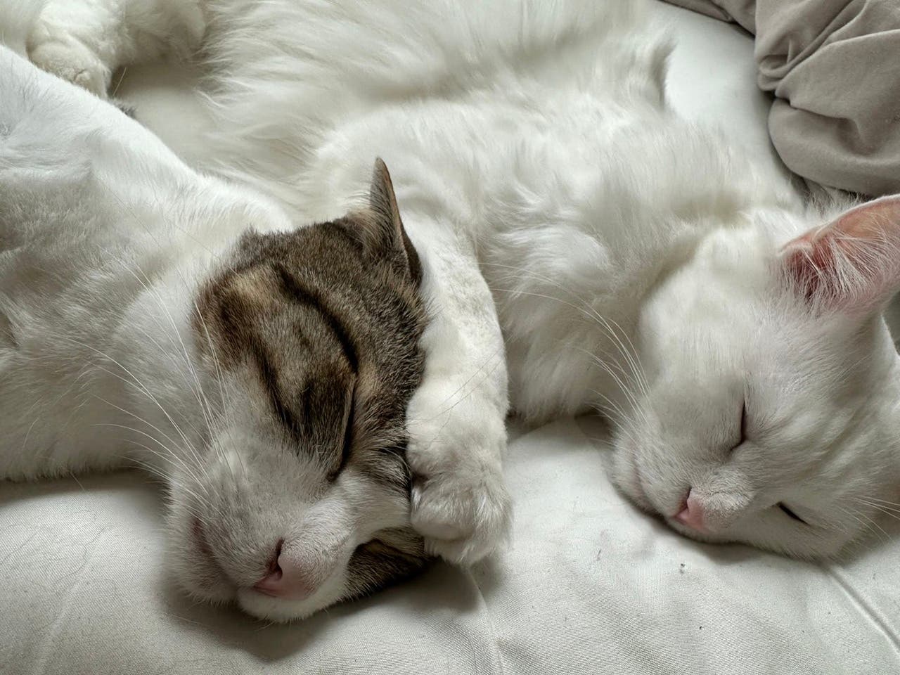 ホストのプロフィール画像