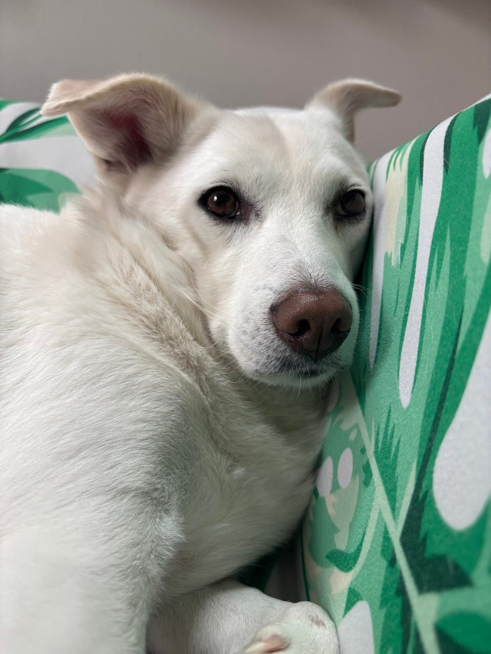 一般社団法人いすみコミュニティーアップ