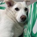 一般社団法人いすみコミュニティーアップ