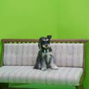 有限会社ドッグ・アミューズメント迎賓館