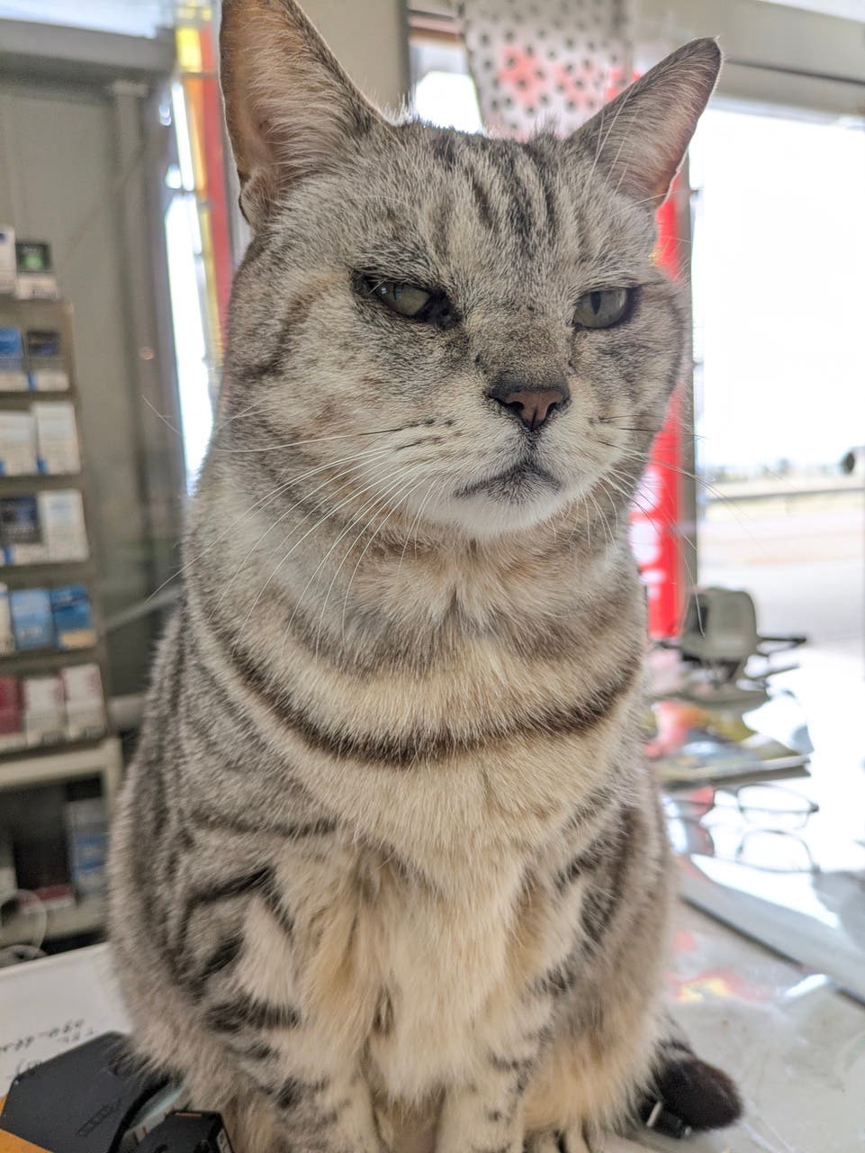 ホストのプロフィール画像