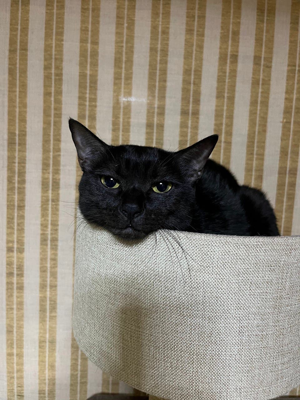 てるやま
